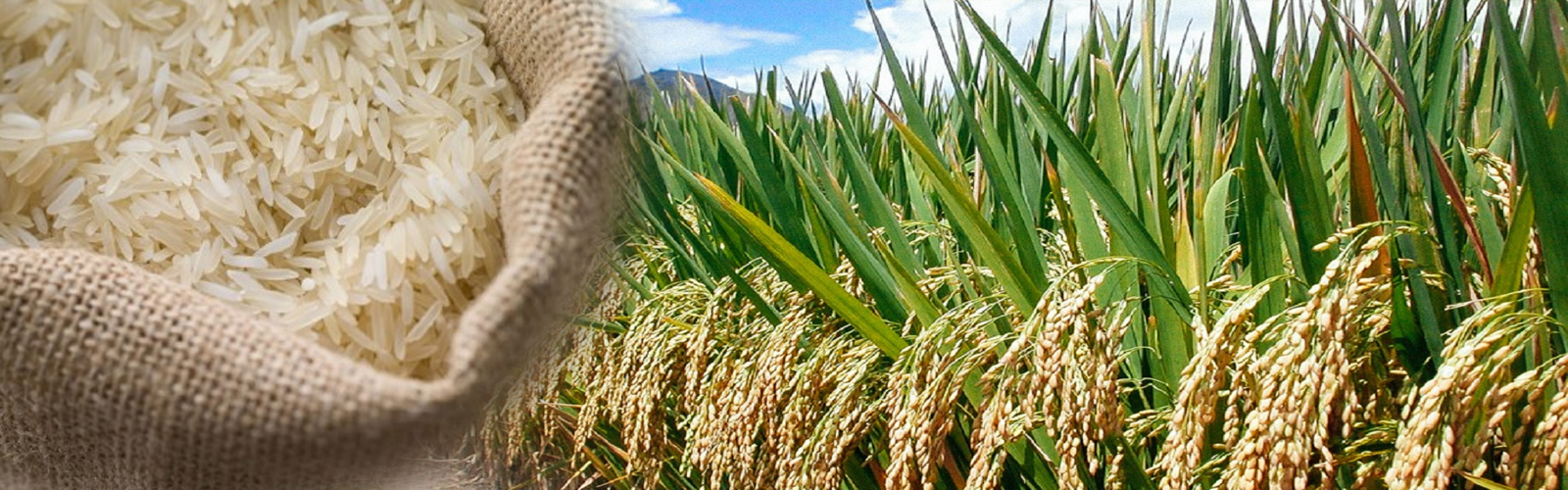Punjab Rice Mills & Cold Storage