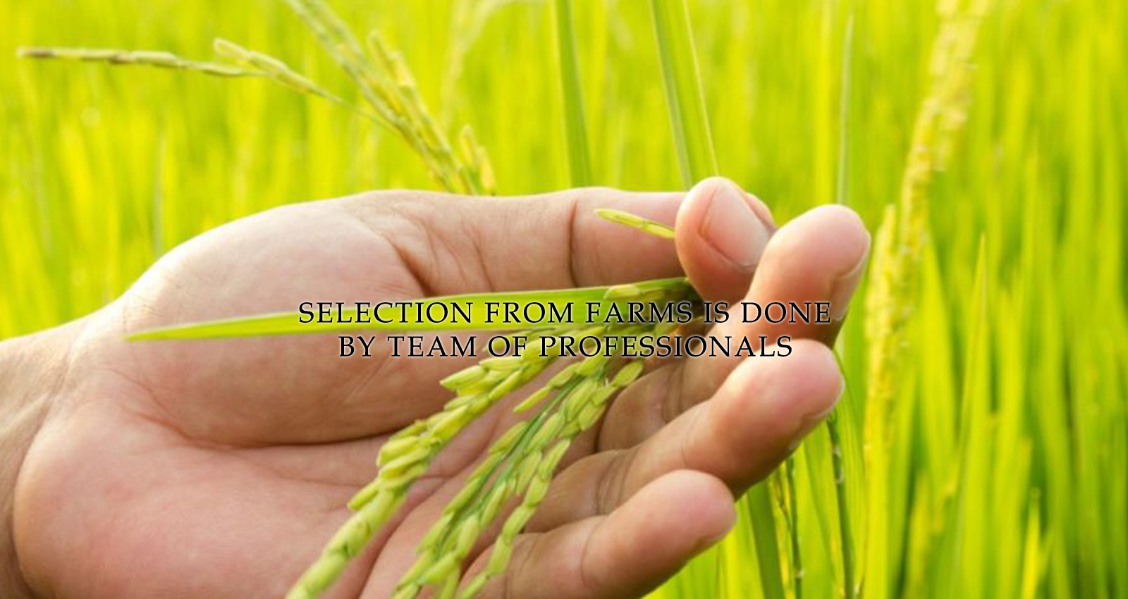 Punjab Rice Mills & Cold Storage