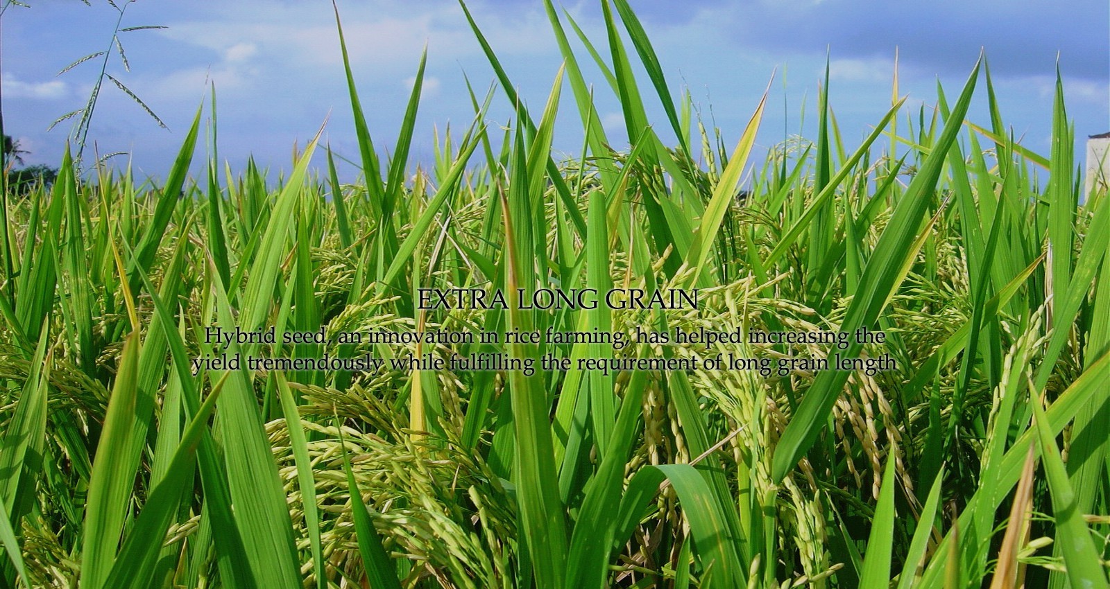 Punjab Rice Mills & Cold Storage