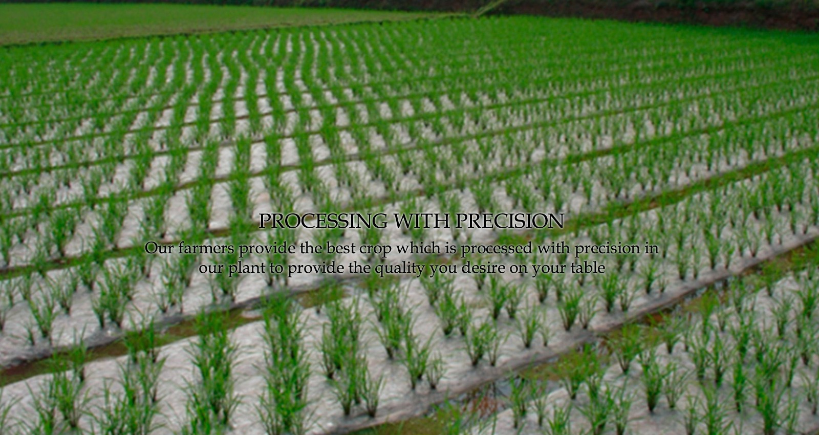 Punjab Rice Mills & Cold Storage